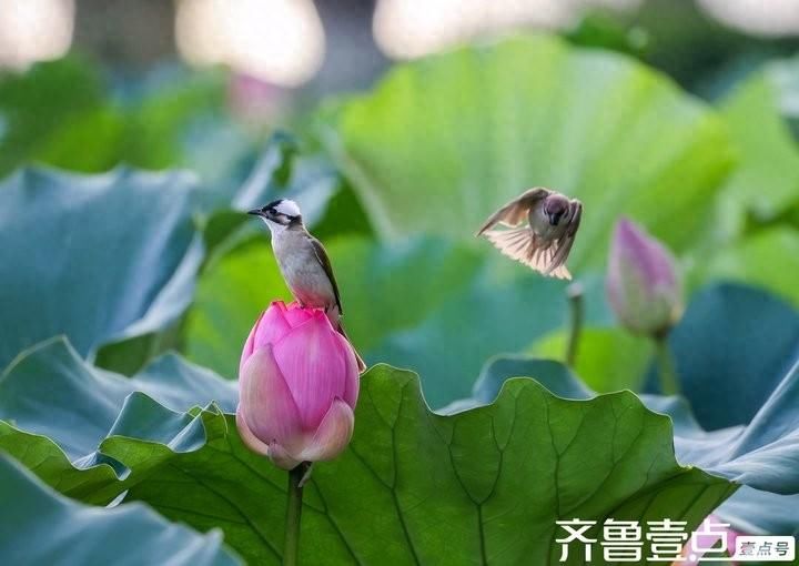 文章图片