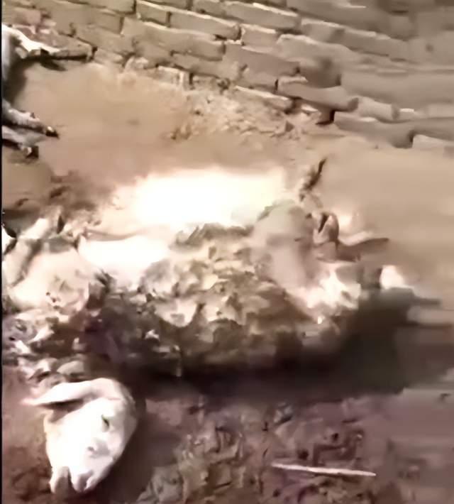 文章图片