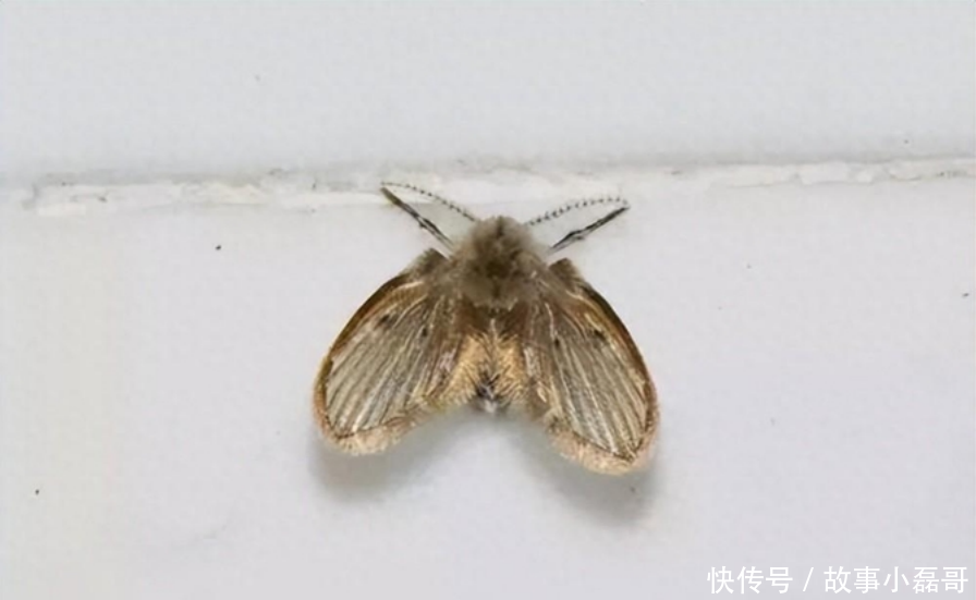 文章图片