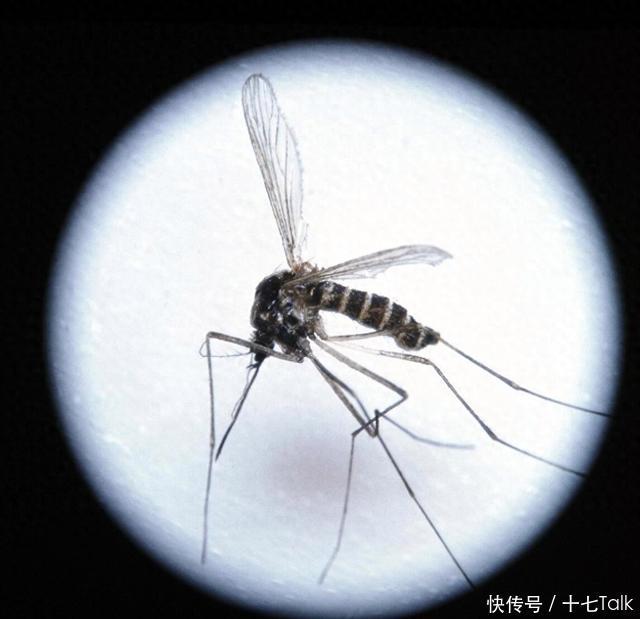 文章图片