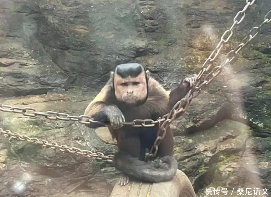 文章图片