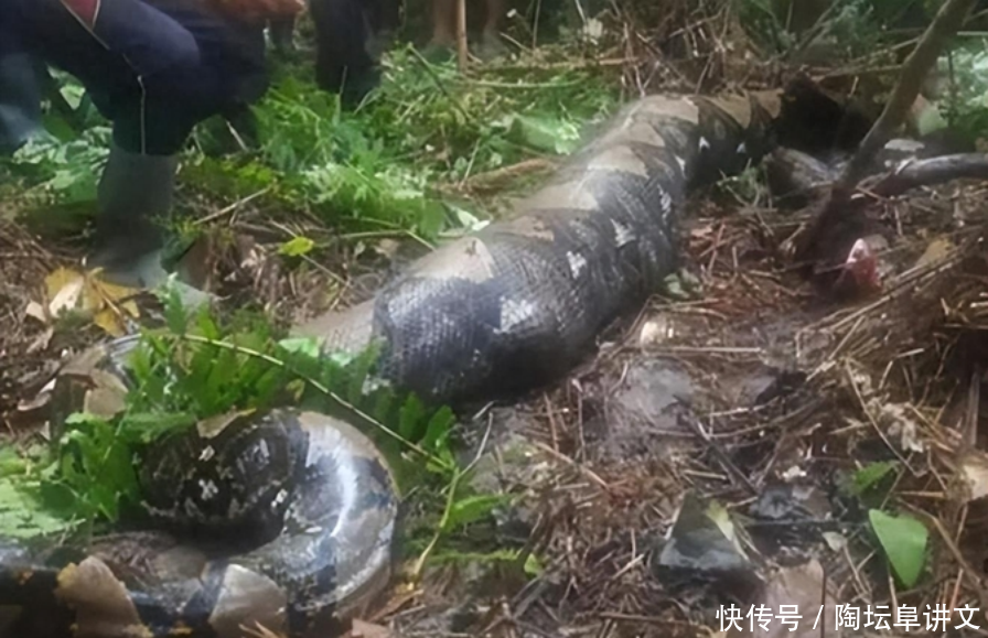 文章图片
