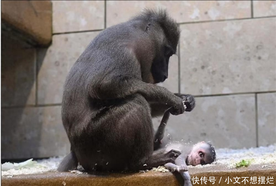 文章图片