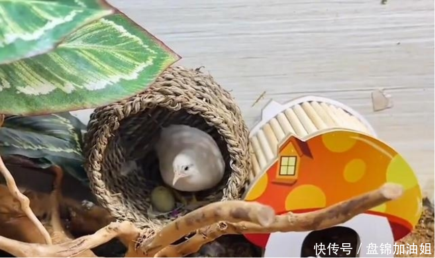 文章图片